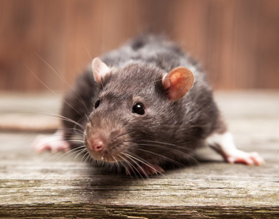 "La subida de temperaturas y el cambio climático aumentan las ratas ...